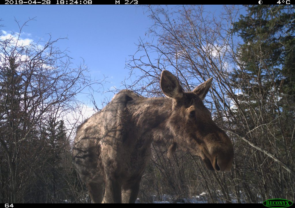 Citizen Science - Weaselhead Preservation Society