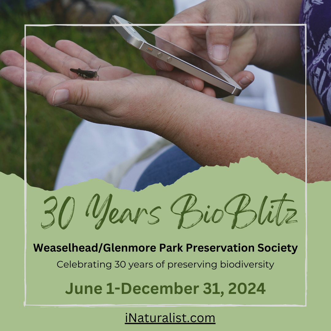 30 Years Bioblitz - Weaselhead Preservation Society
