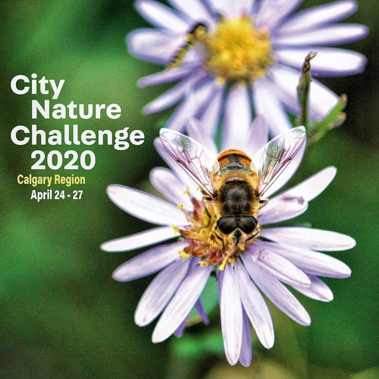 City Nature Challenge 2020 - Weaselhead Preservation Society