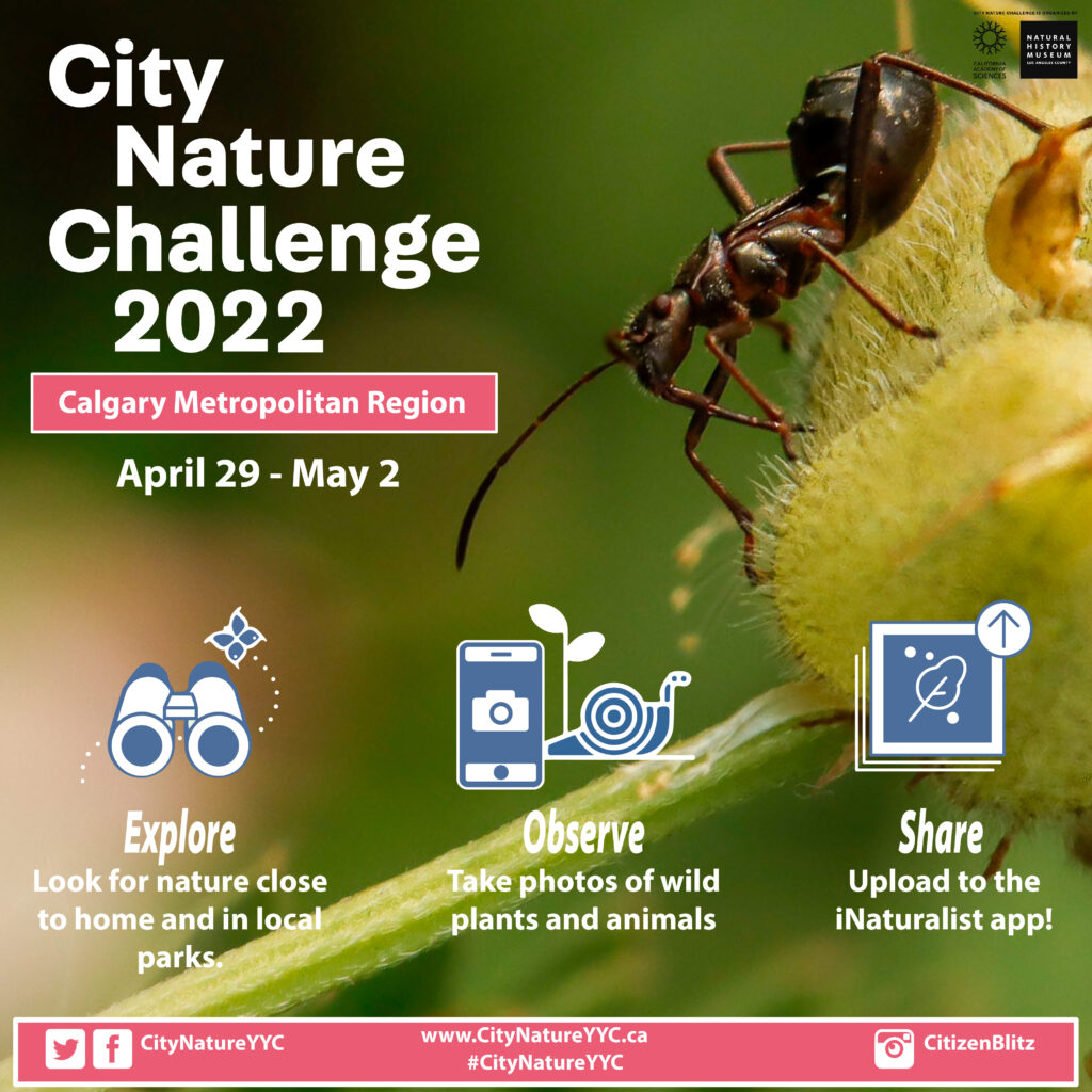 City Nature Challenge in the Weaselhead - Weaselhead Preservation Society