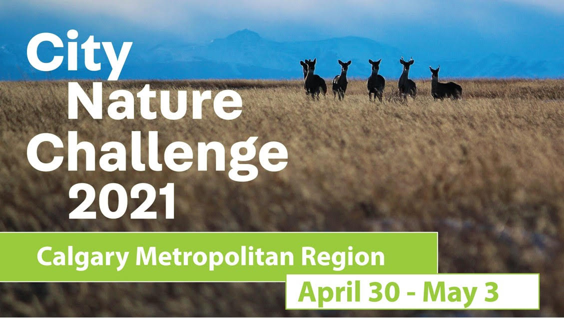 City Nature Challenge in the Weaselhead - Weaselhead Preservation Society