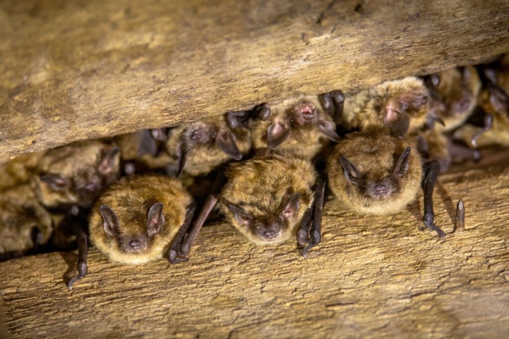 Event: Bats in the Weaselhead - Weaselhead Preservation Society