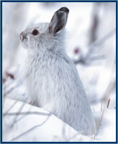 Event: Animal Adaptations in Winter - Weaselhead Preservation Society