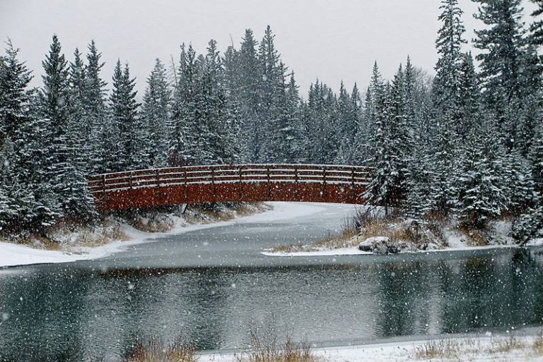 President's Report 2020 - Weaselhead Preservation Society