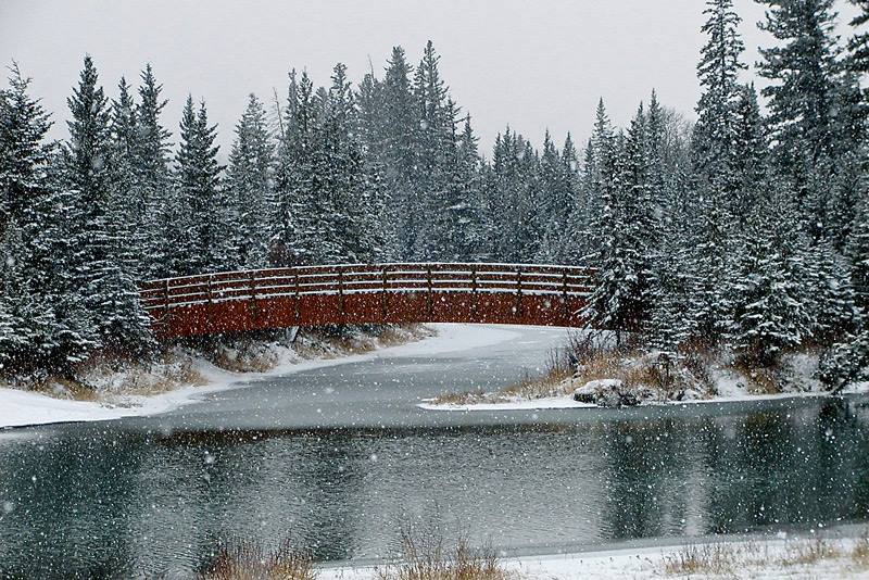 2021 President's Report - Weaselhead Preservation Society